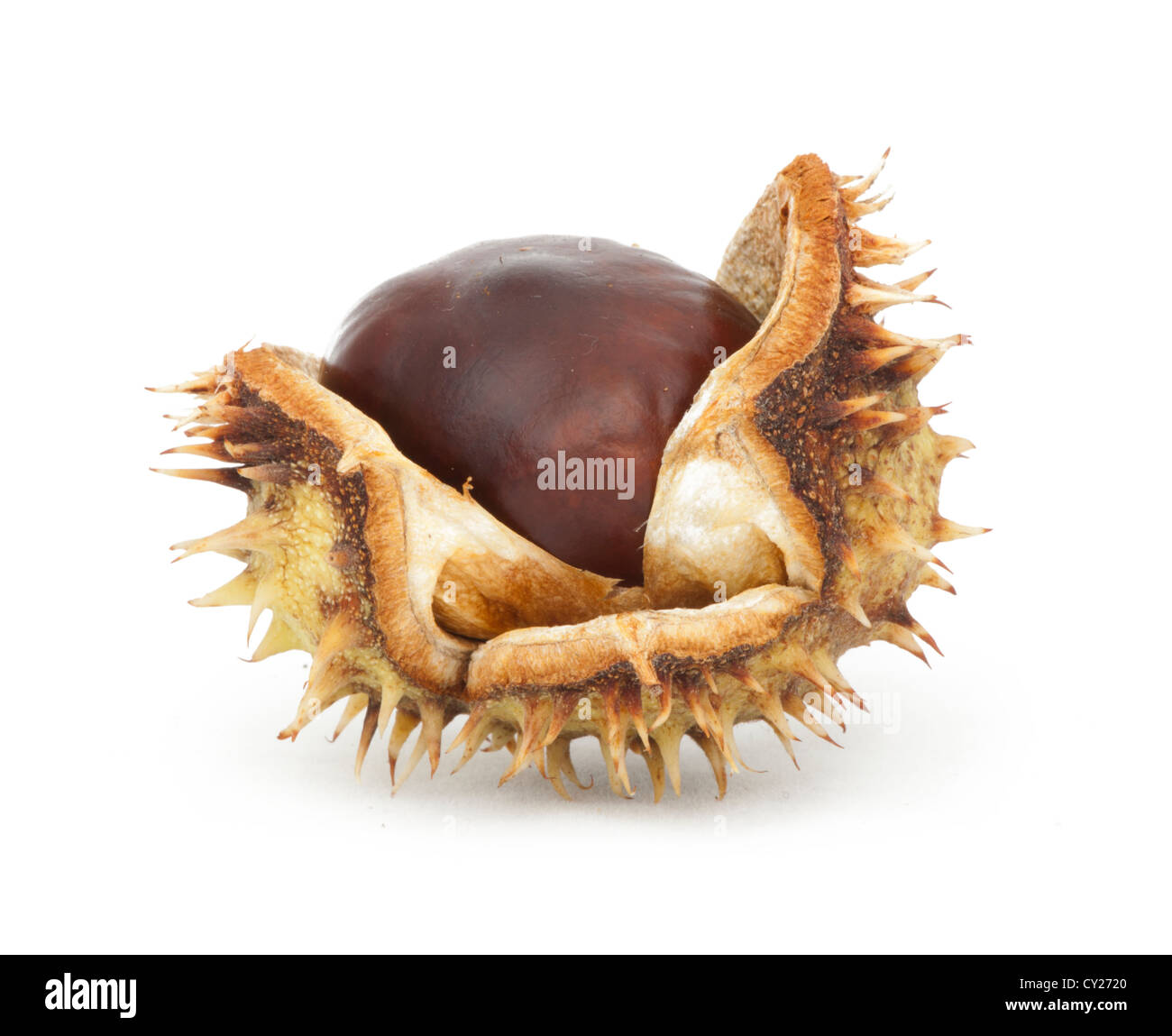 Chestnuts with shell white isolated Stock Photo - Alamy