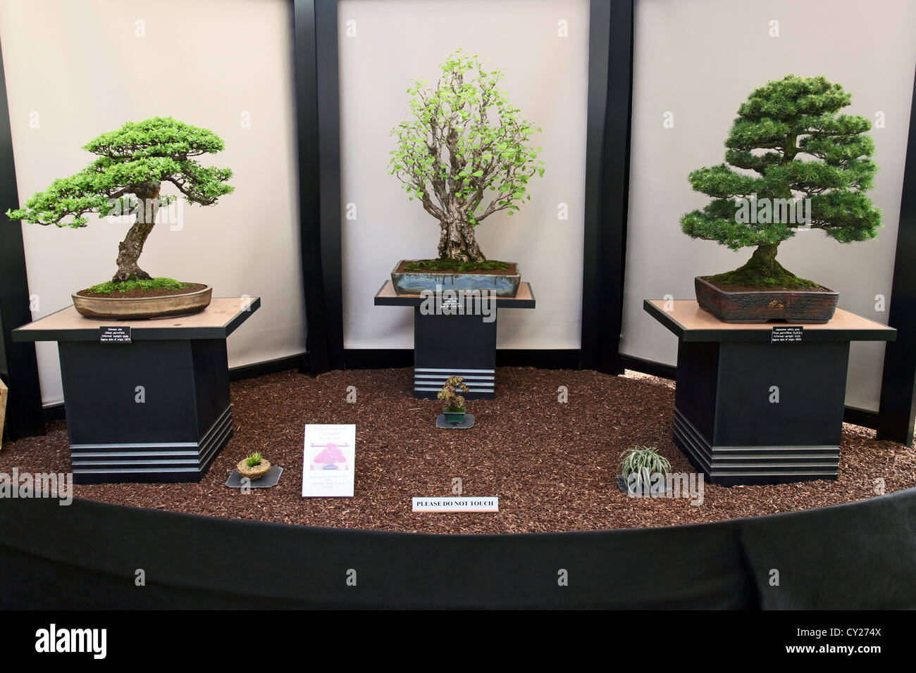 Medal winning display of bonsai trees in the Floral Tent at the RHS ...