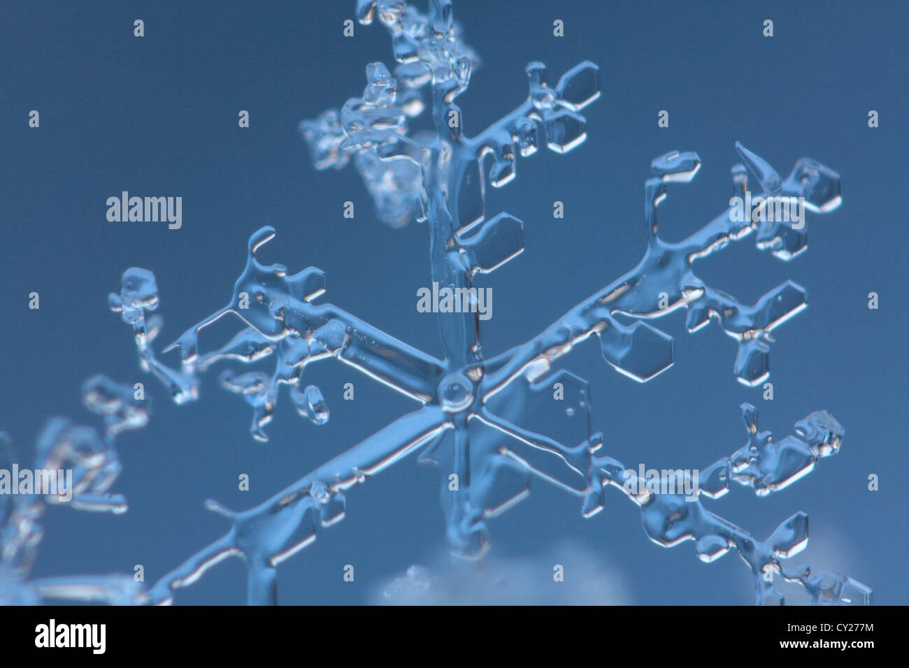 Extreme close-up of a melting snowflake Stock Photo - Alamy