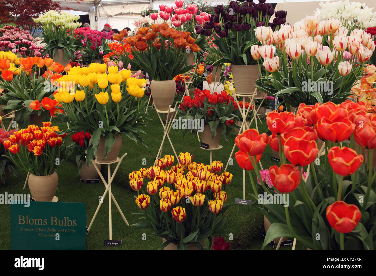 A colourful display of tulips in the Floral Marquee at the RHS Malvern ...