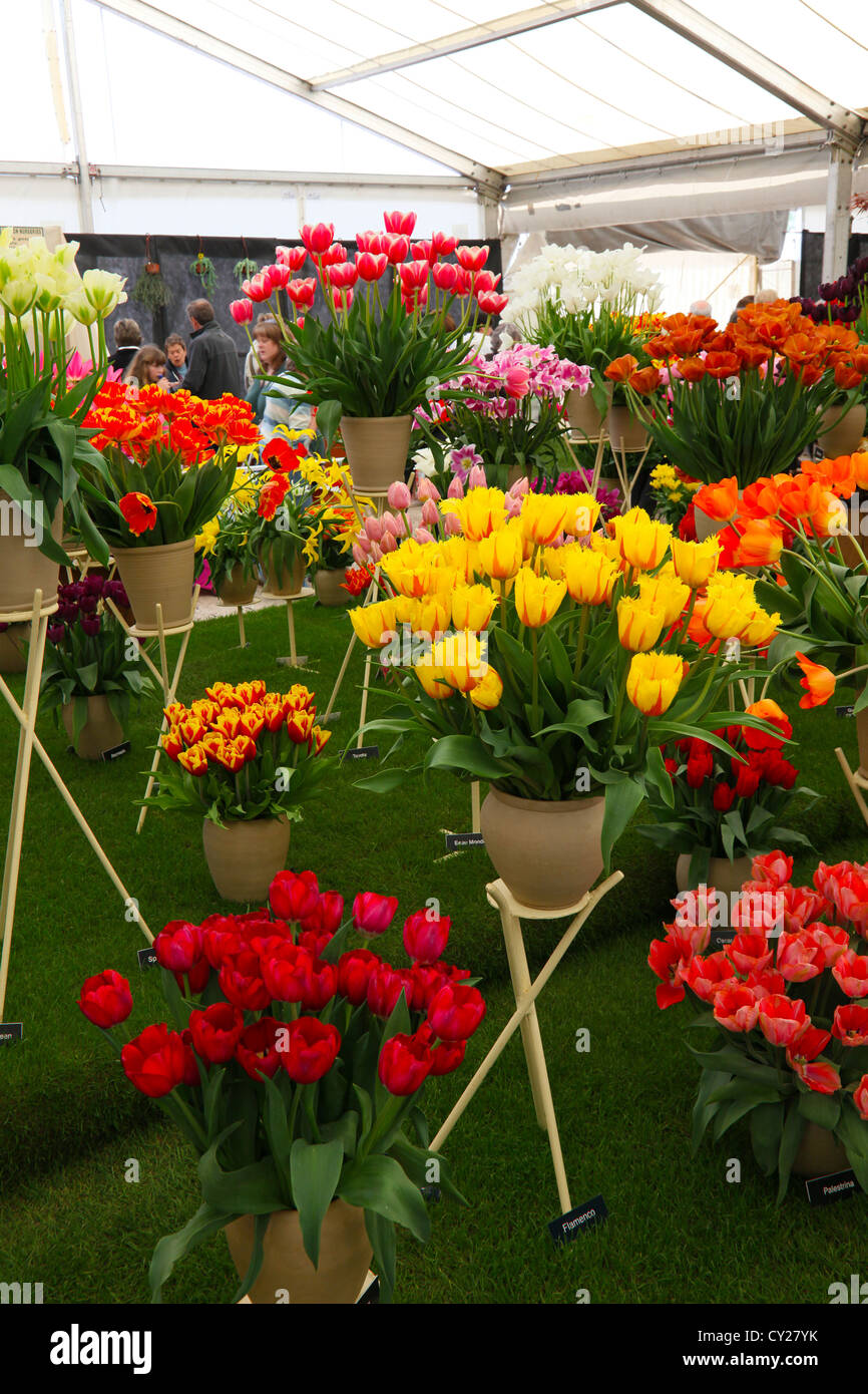 A colourful display of tulips in the Floral Marquee at the RHS Malvern ...