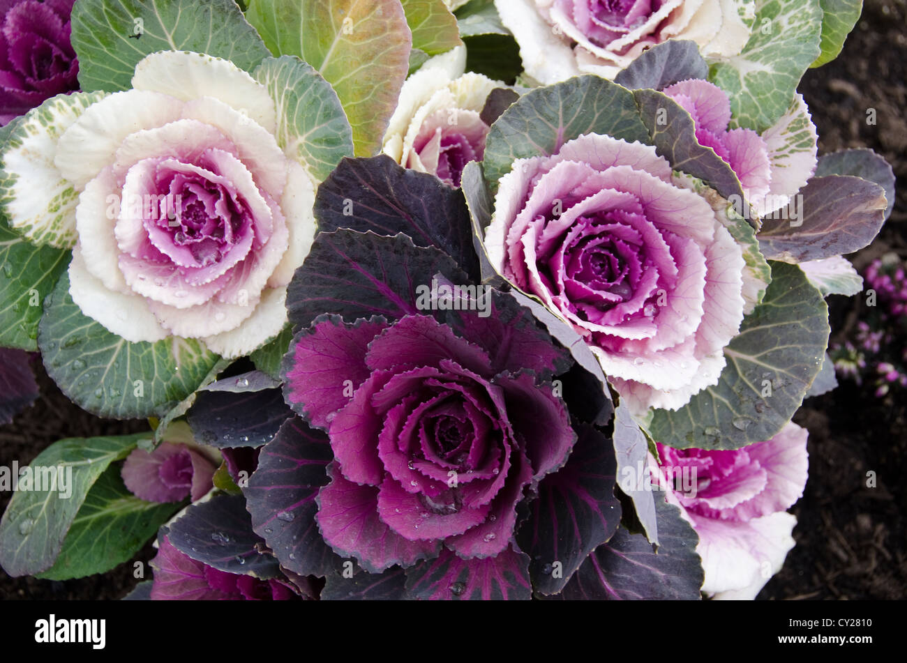 Red and white decorative cabbage, Brassica oleracea var. acephala, in ...