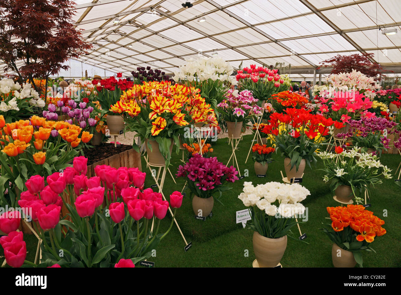 A colourful display of tulips in the Floral Marquee at the RHS Malvern ...