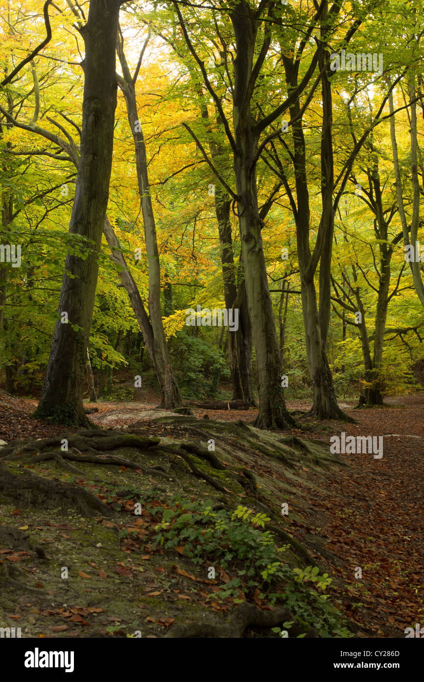 Autumn at Barton Springs, Bedfordshire Stock Photo - Alamy