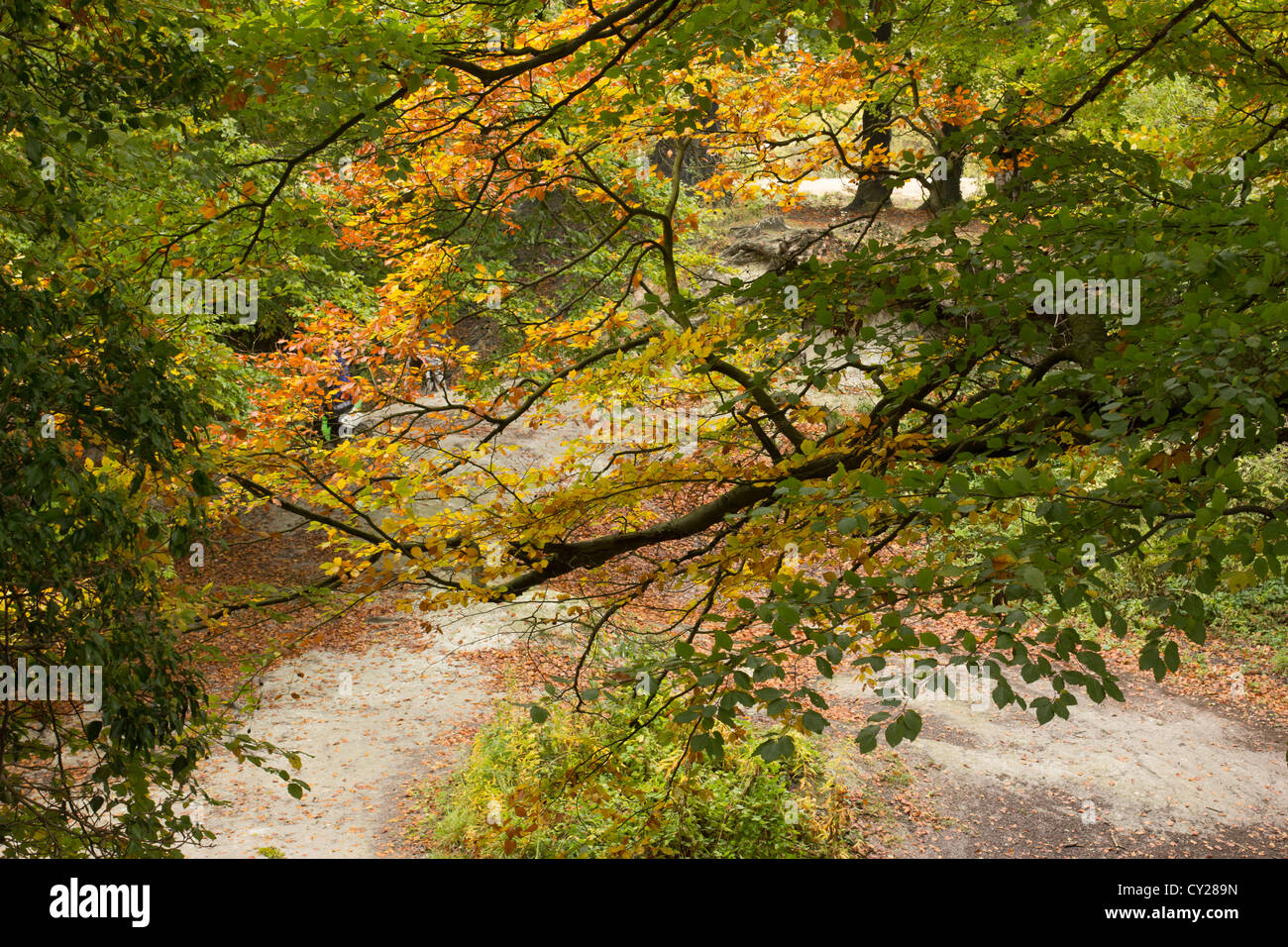 Autumn at Barton Springs, Bedfordshire Stock Photo - Alamy