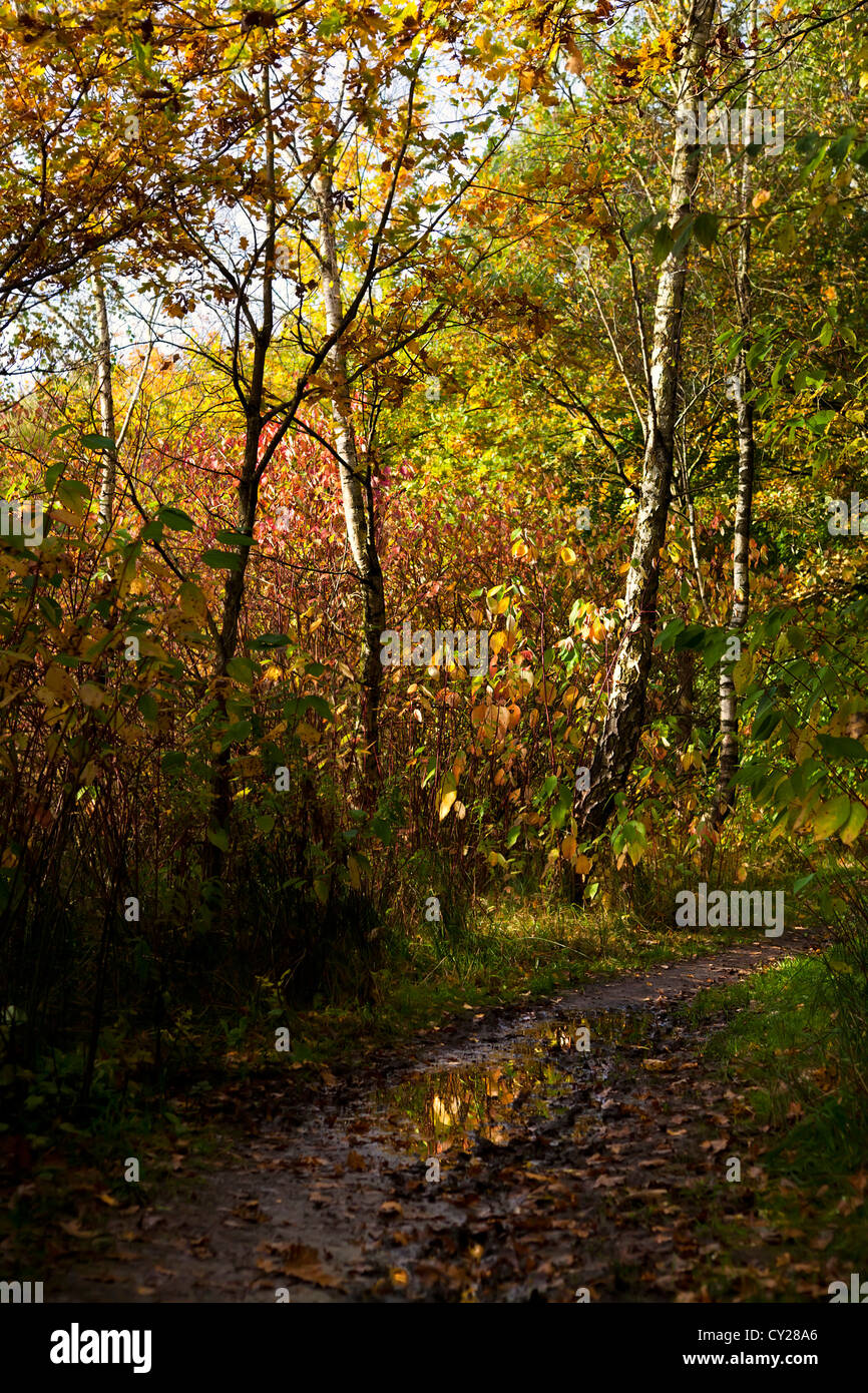 Birchwood way hi-res stock photography and images - Alamy