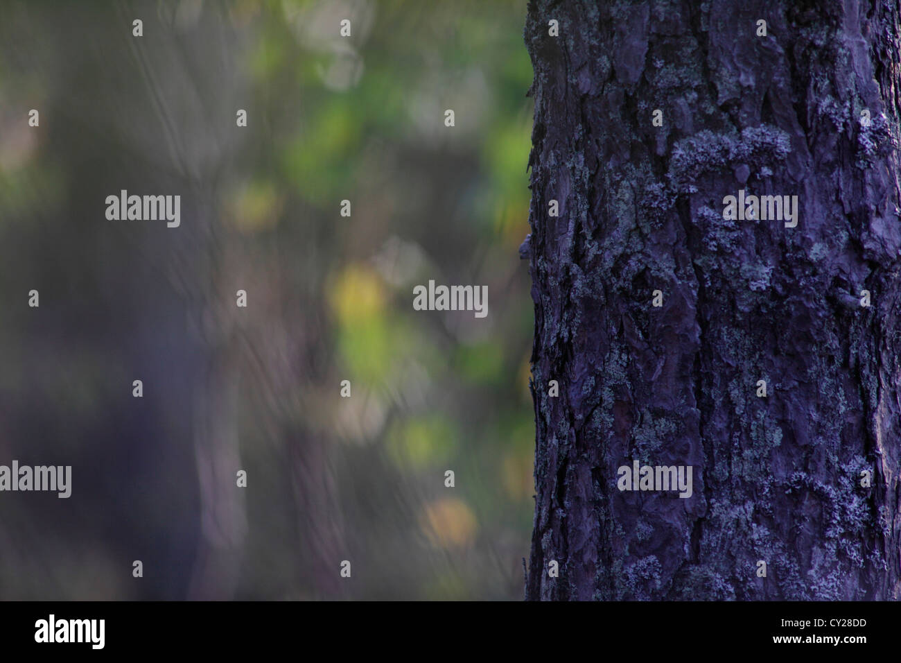 Pine tree trunk. Vaesternorrland, Sweden Stock Photo - Alamy