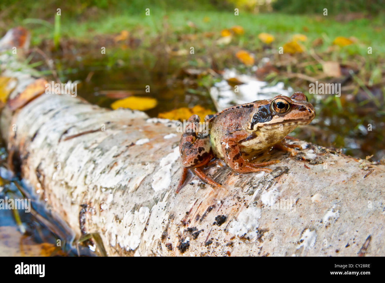 Rana rene hi-res stock photography and images - Alamy