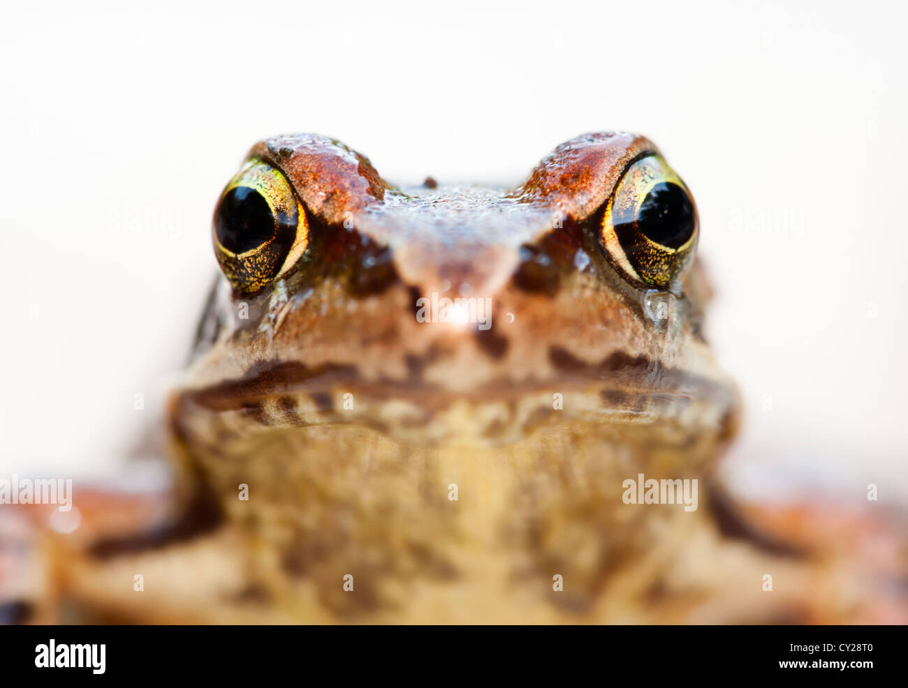 Frog skin close hi-res stock photography and images - Alamy