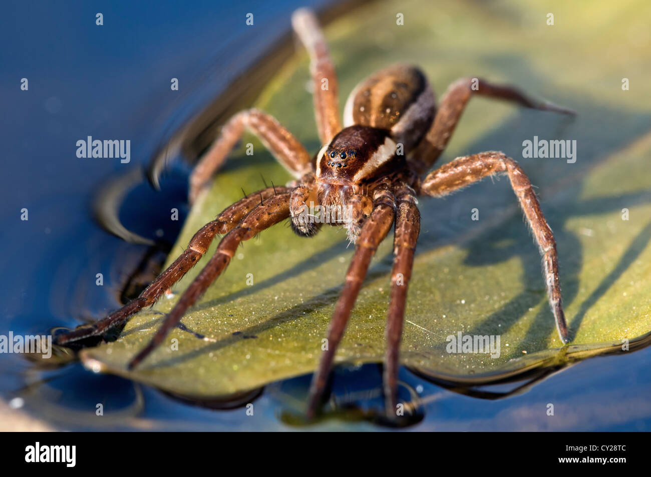 Raft spider hunting on floating vegetation Stock Photo - Alamy
