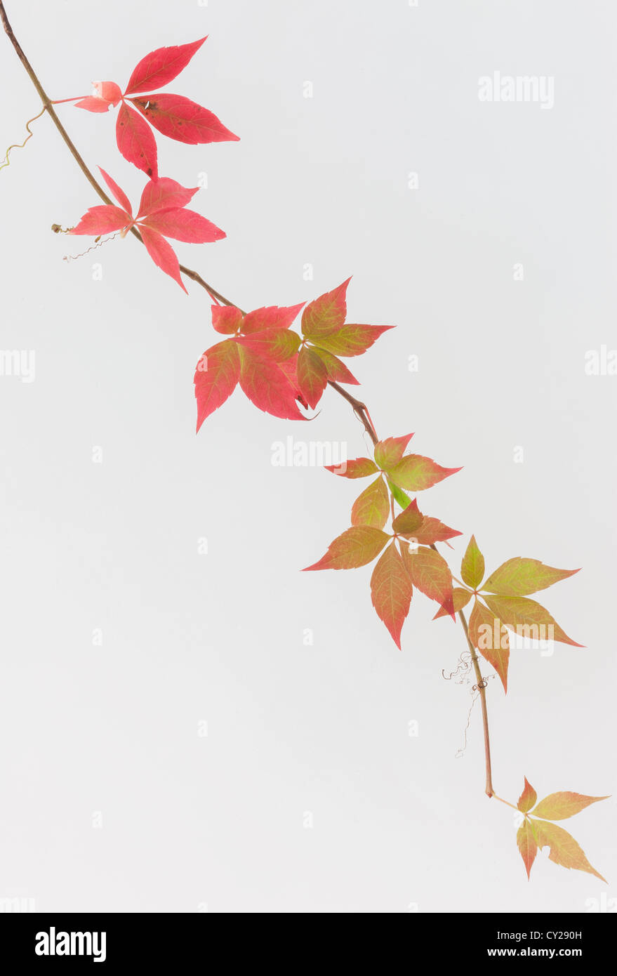 Virginia creeper garden hi-res stock photography and images - Alamy