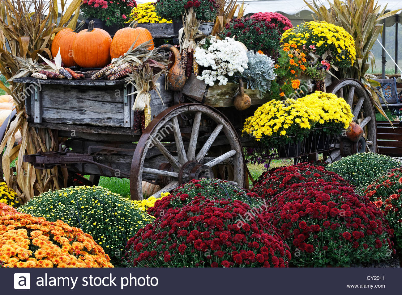 Autumn Mums Stock Photos & Autumn Mums Stock Images - Alamy
