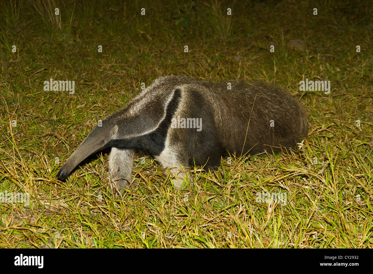 Giant Anteater (Myrmecophaga tridactyla Stock Photo - Alamy