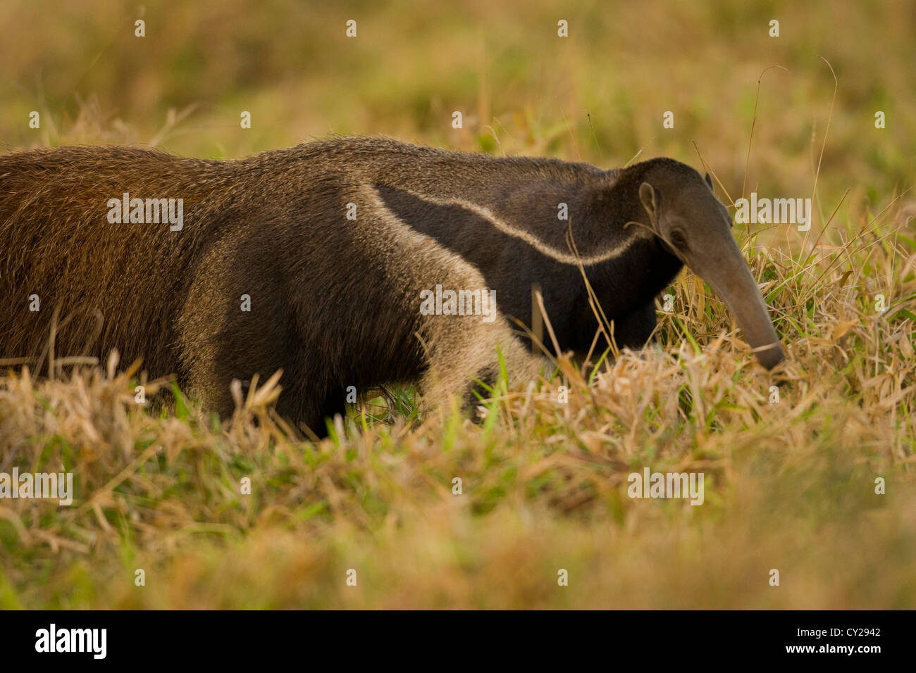 Giant anteater myrmecophaga tridactyla hi-res stock photography and ...