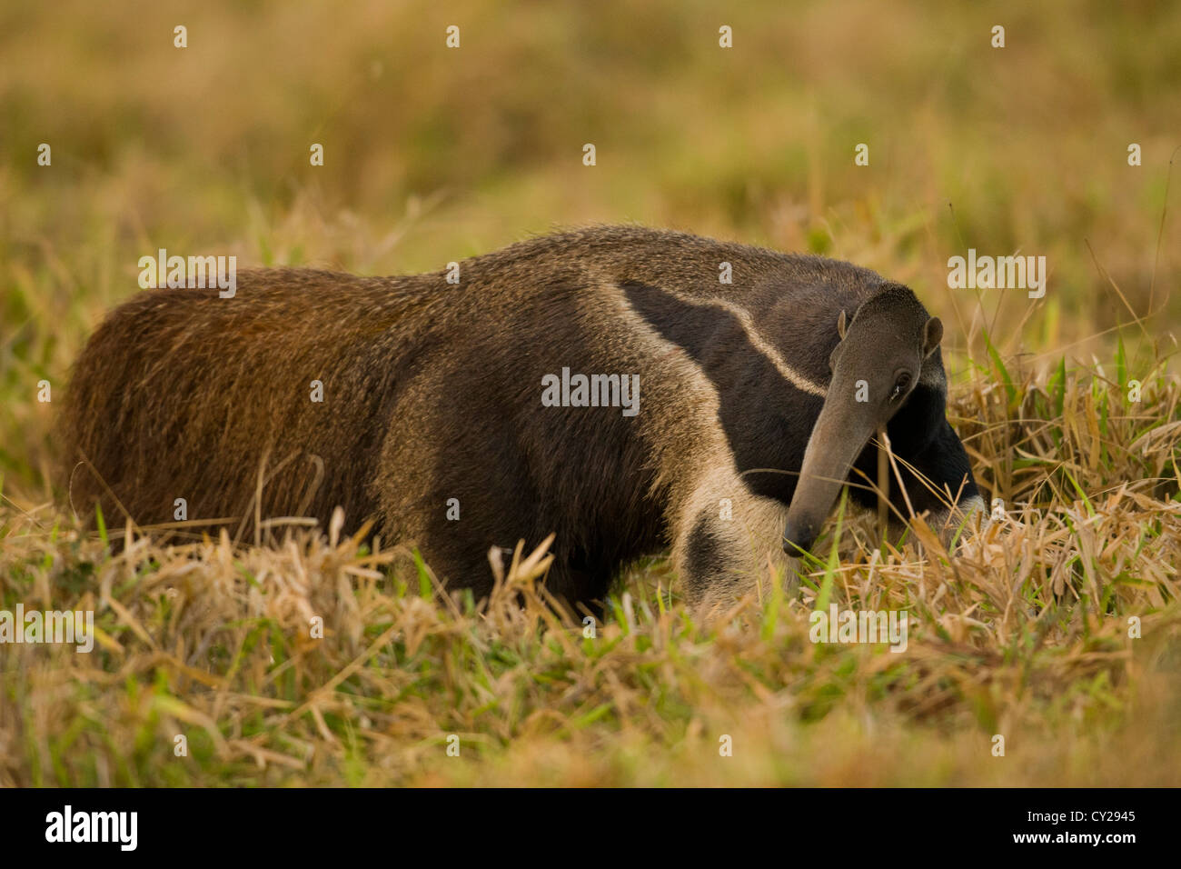 Giant Anteater (Myrmecophaga tridactyla Stock Photo - Alamy