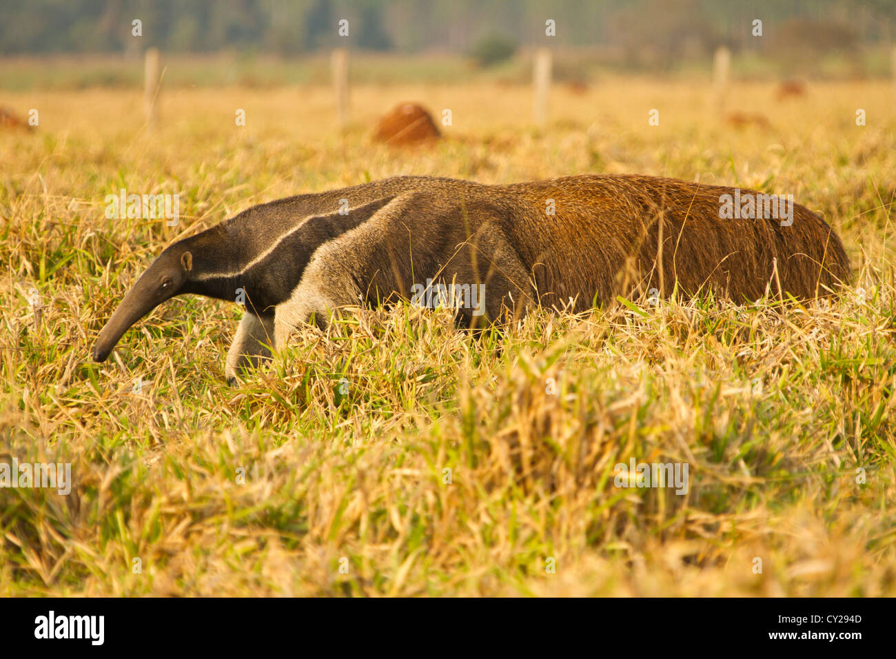 Giant anteater myrmecophaga tridactyla hi-res stock photography and ...