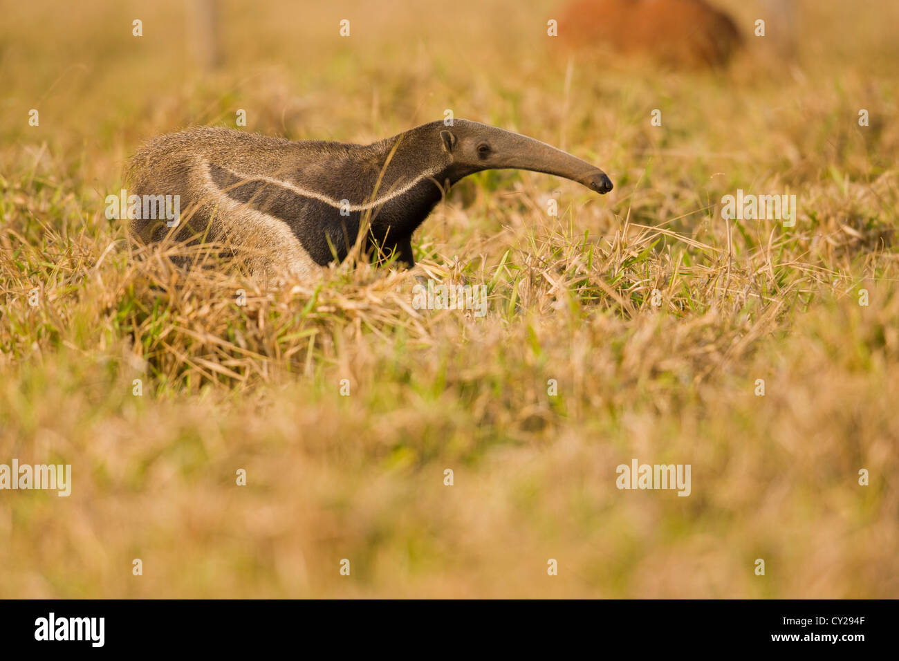 Giant Anteater (Myrmecophaga tridactyla Stock Photo - Alamy