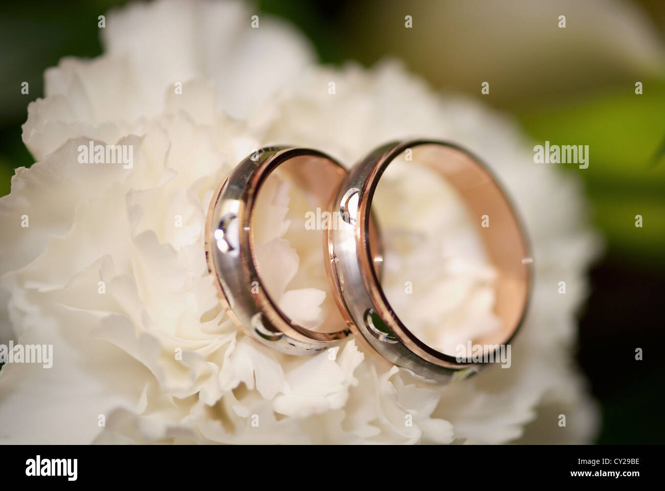 Closeup of wedding rings on white carnation Stock Photo - Alamy