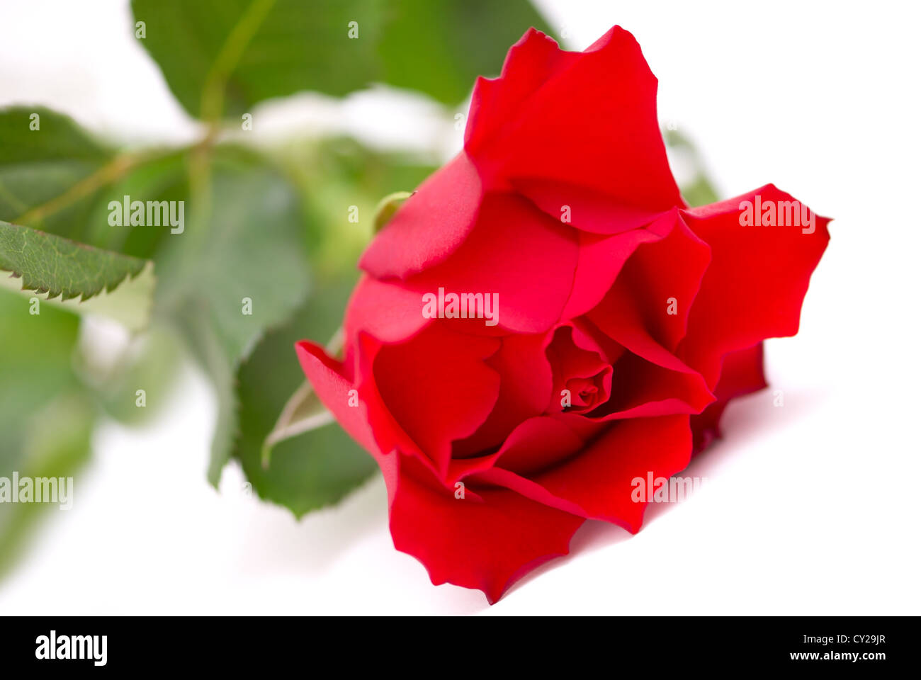 Red rose isolated on white Stock Photo - Alamy