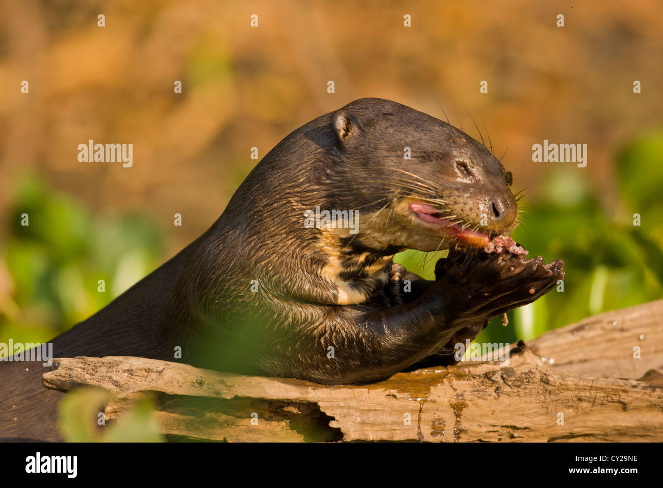 Giant Otter (Pteronura brasiliensis) eating fish Stock Photo - Alamy