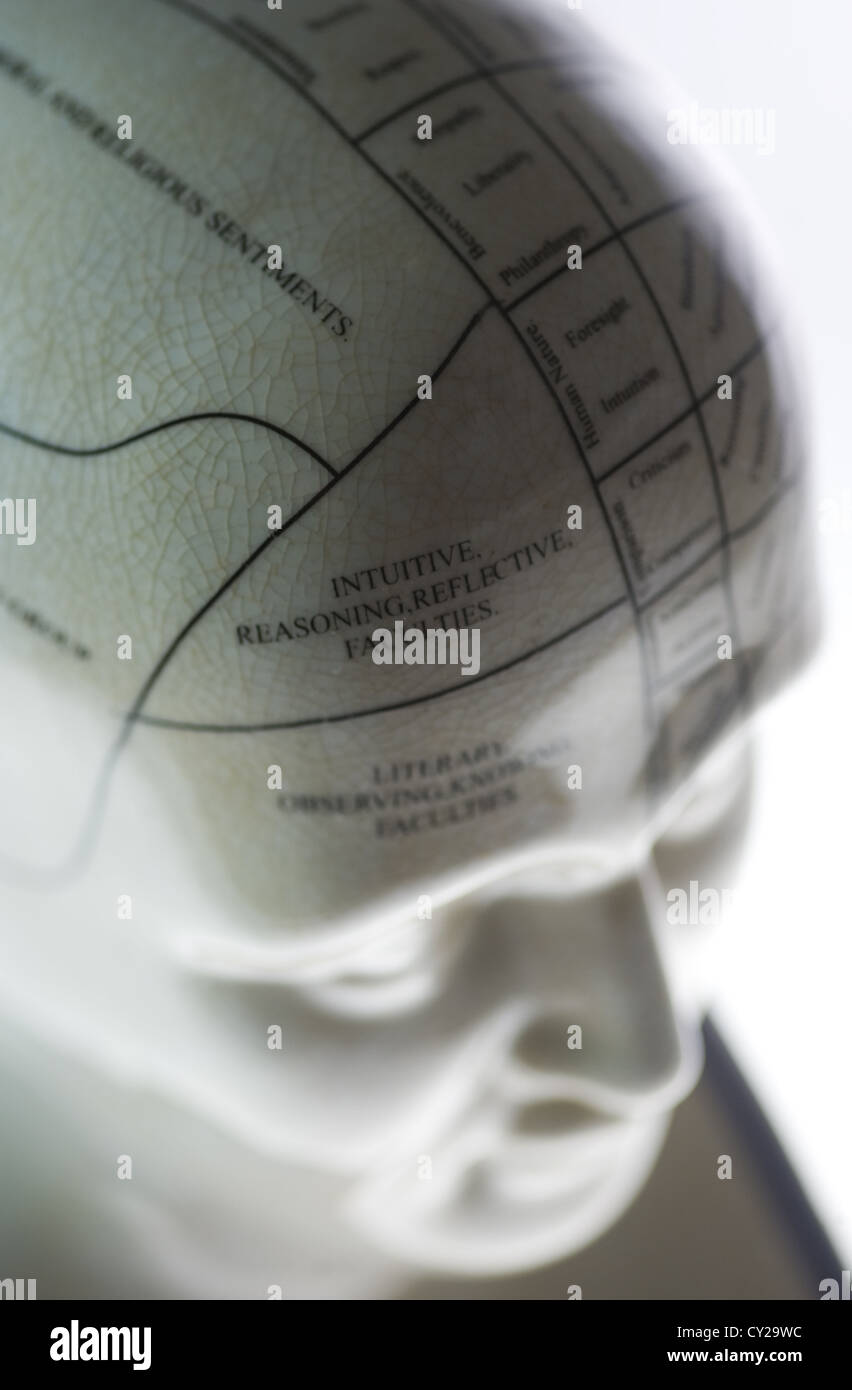 A photograph of a phrenology model Stock Photo - Alamy