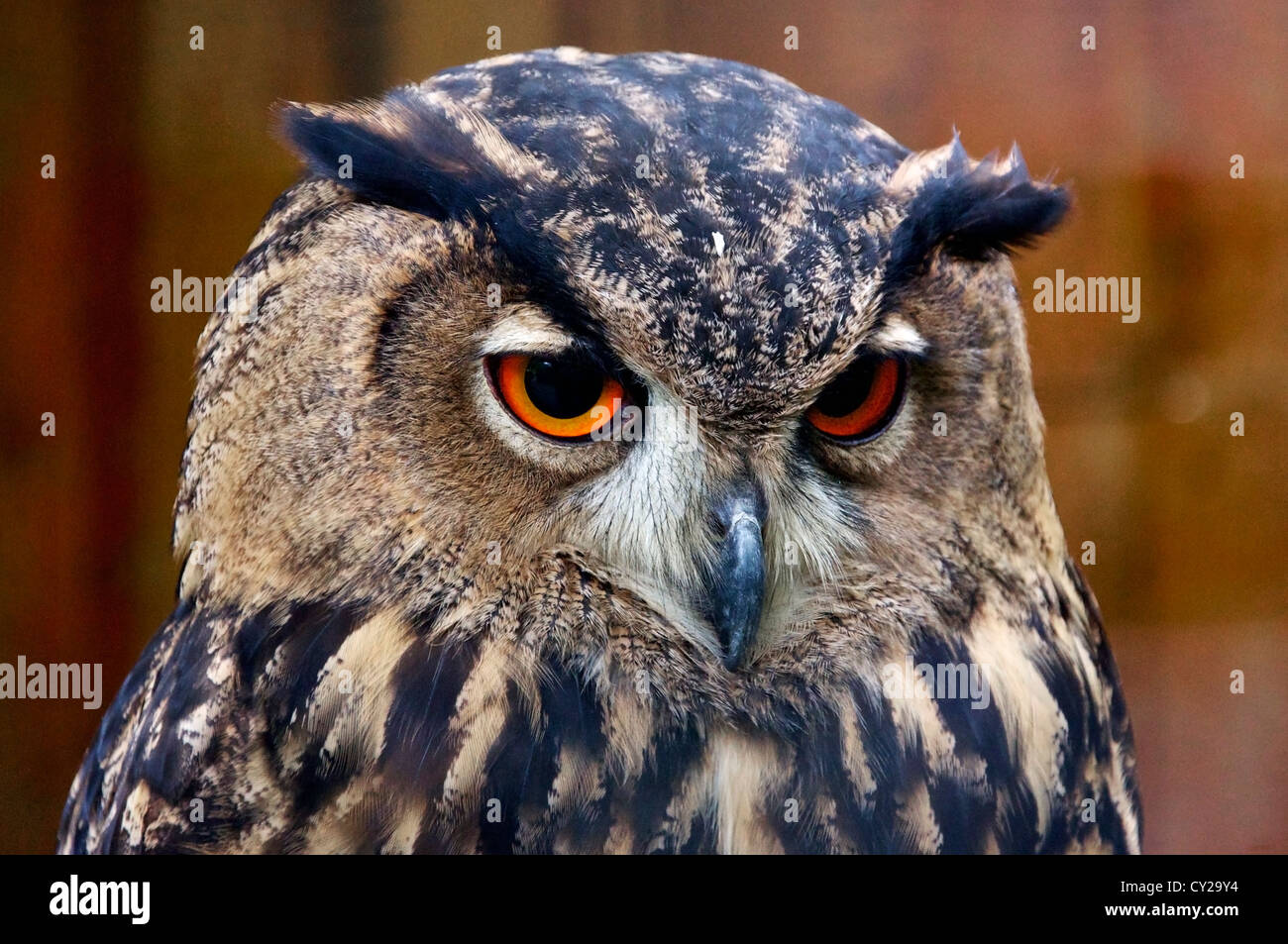 Owl head hi-res stock photography and images - Alamy
