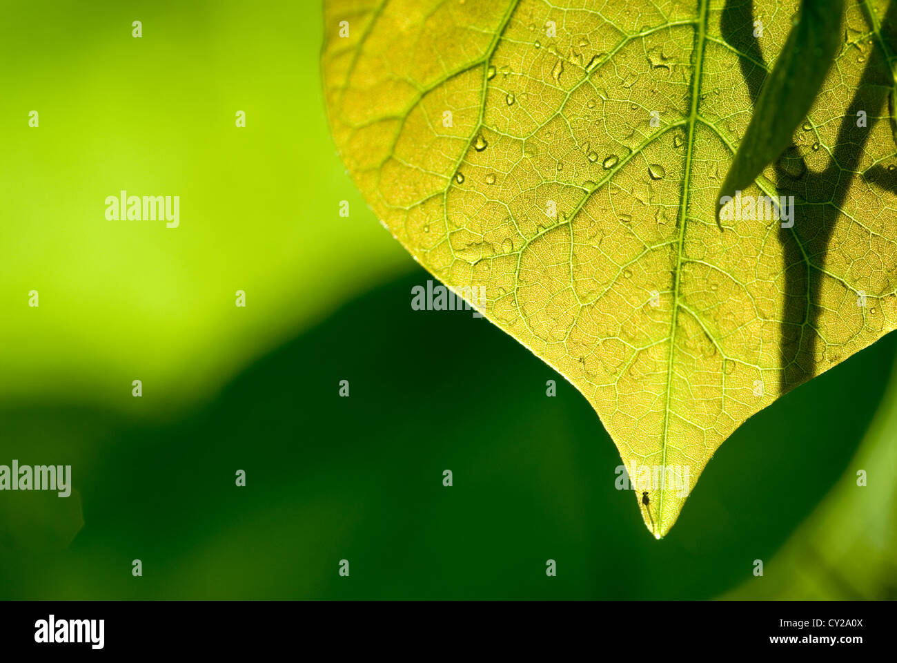 Early spring growth Stock Photo - Alamy