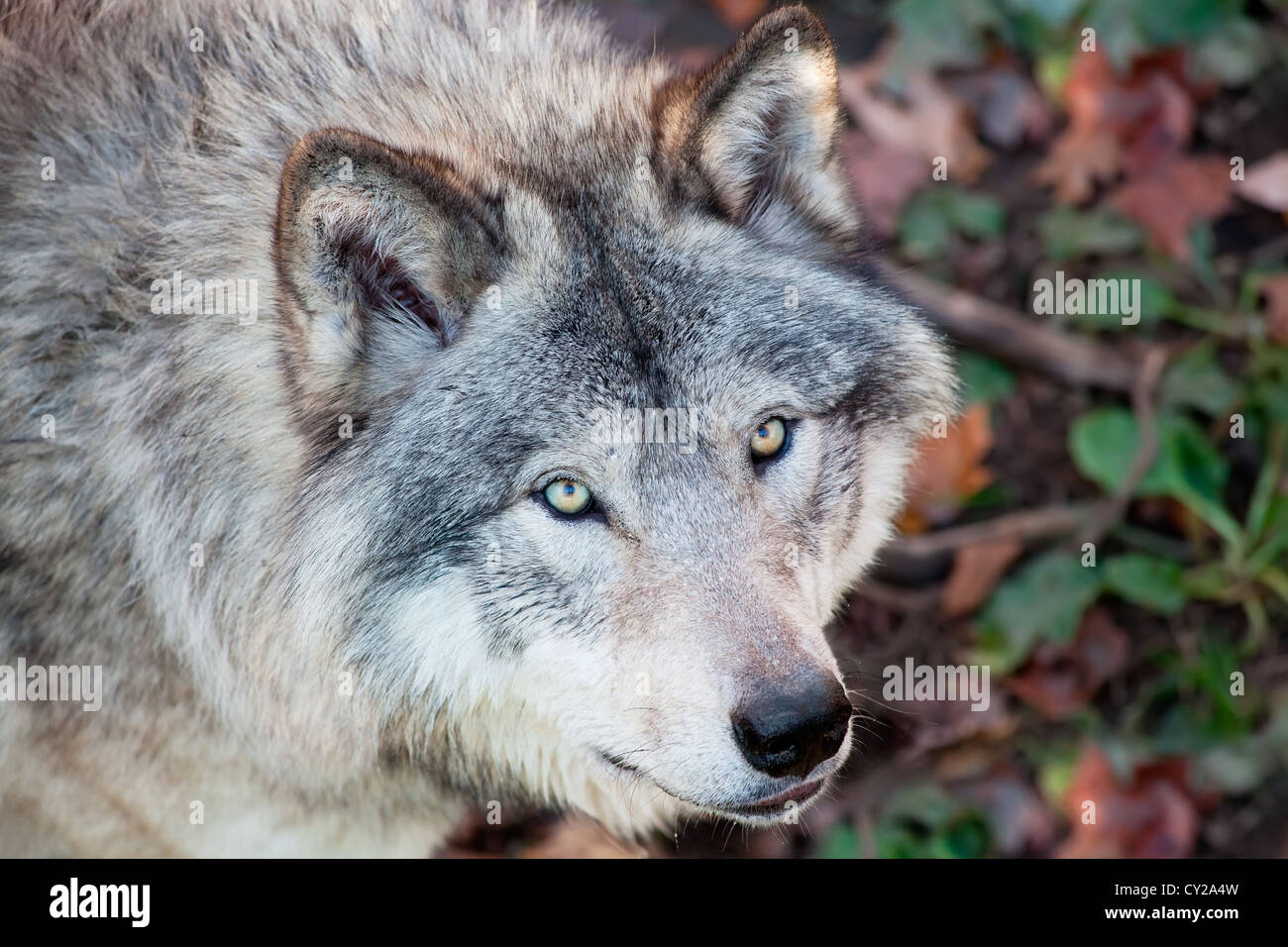 This is a close-up of a gray wolf Stock Photo - Alamy