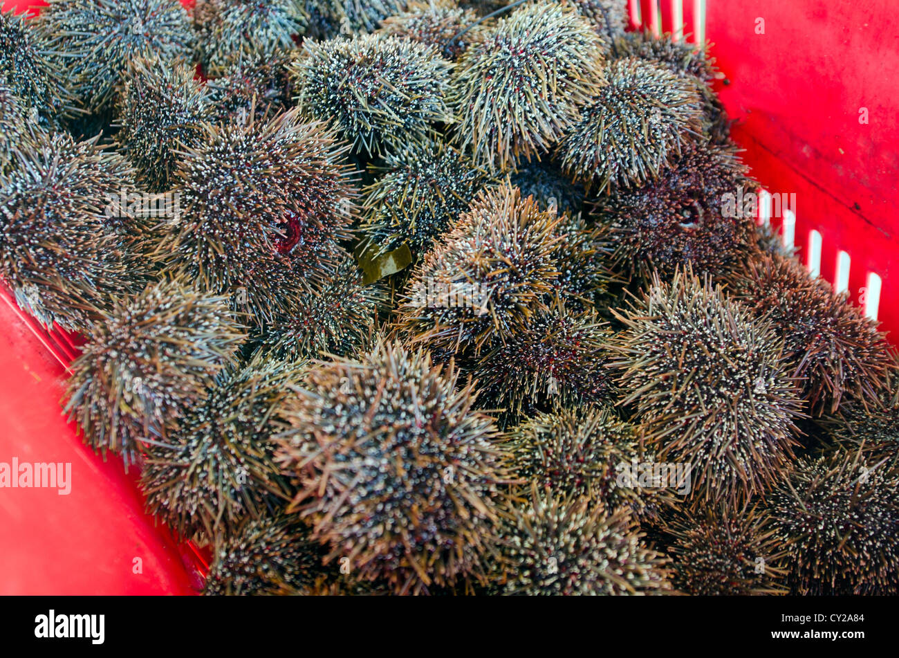 Maori Food Culture High Resolution Stock Photography and Images - Alamy