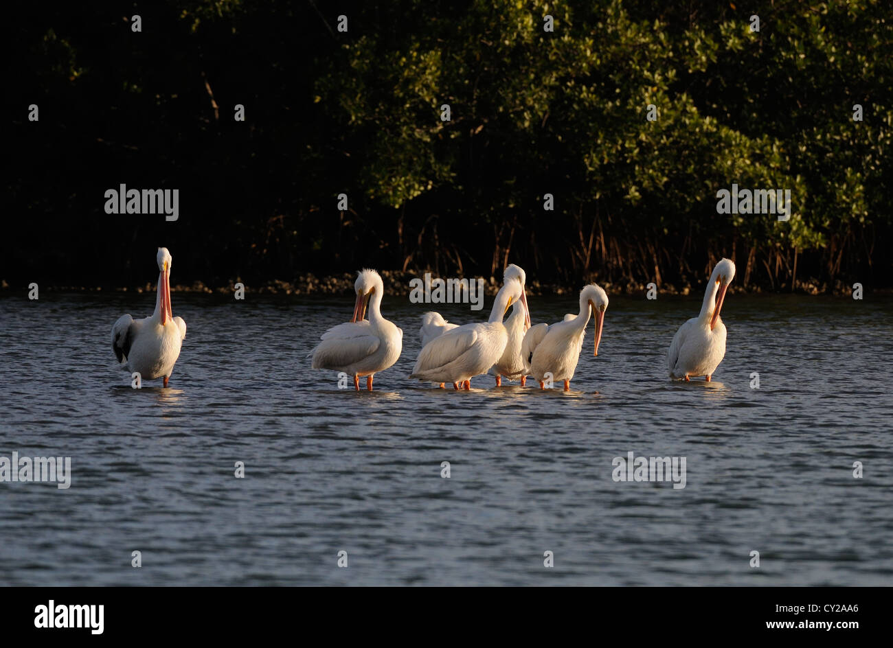 American white pelican, Pelecanus erythrorhynchos at the shallow waters ...