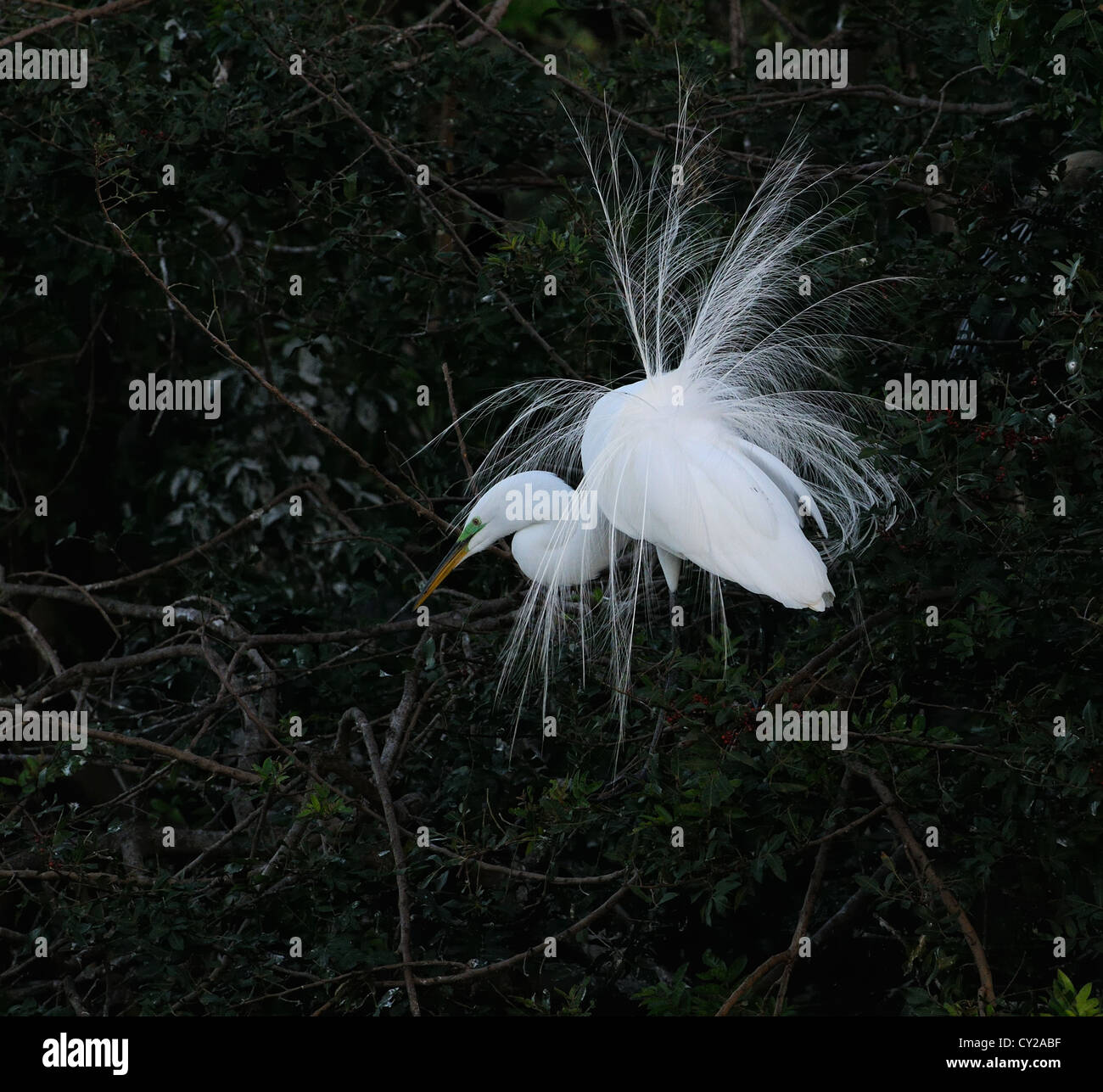 Great white egret flying sitting hi-res stock photography and images ...