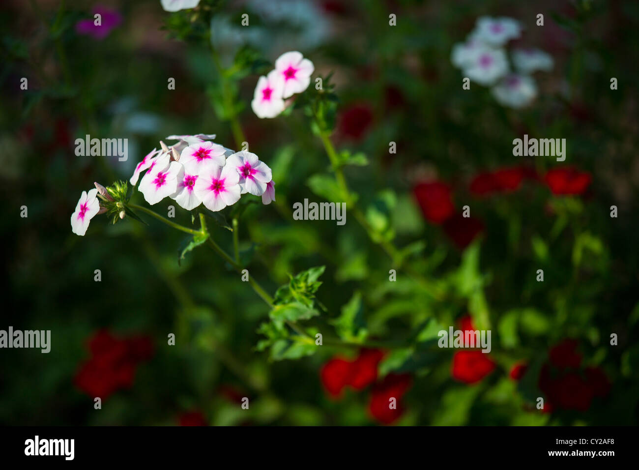 Pakistani flowers hi-res stock photography and images - Alamy