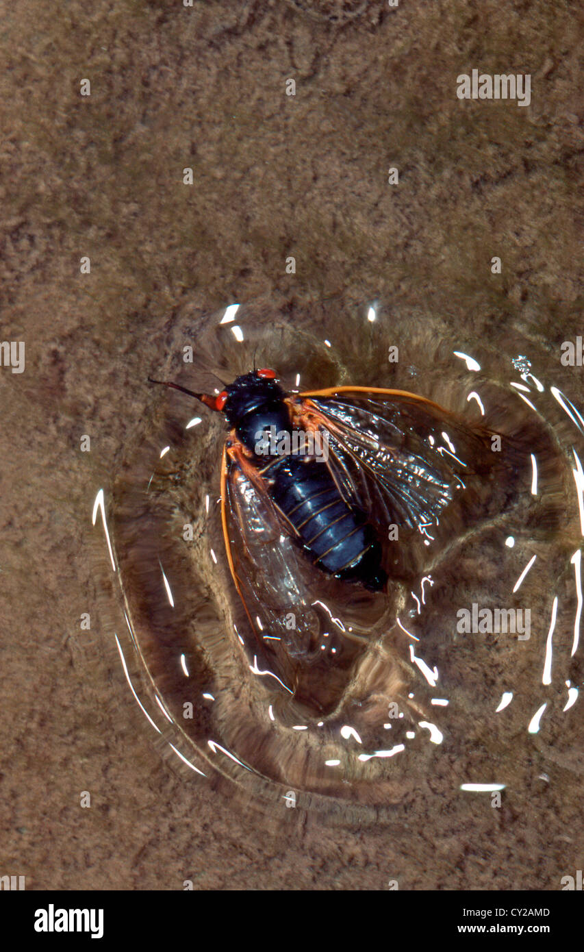 Thirteen year Locust a cicada of Magicicada caught in Grindstone Creek ...
