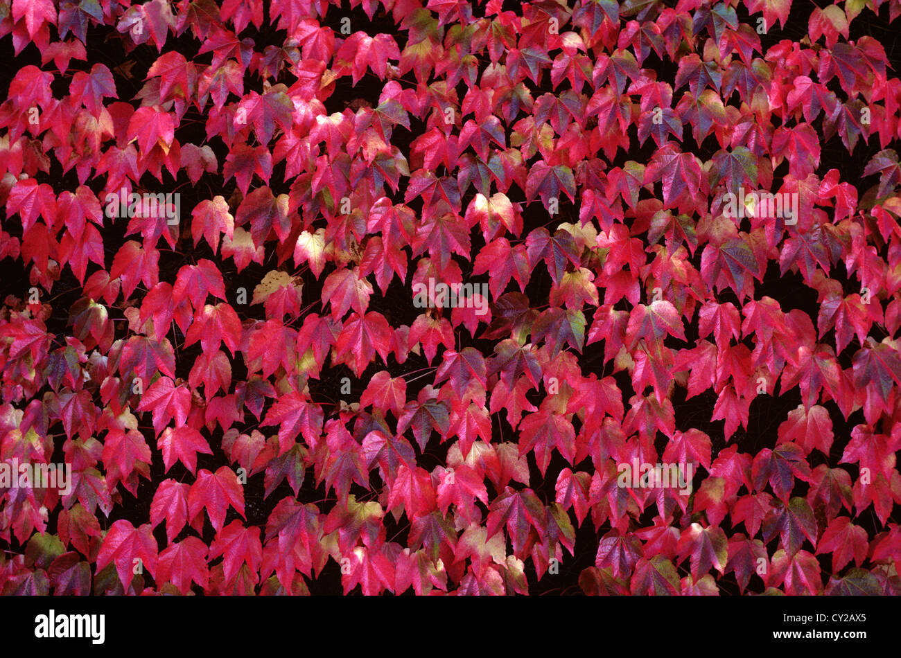 Autumn leaves vine maple spreading on cement wall Stock Photo - Alamy