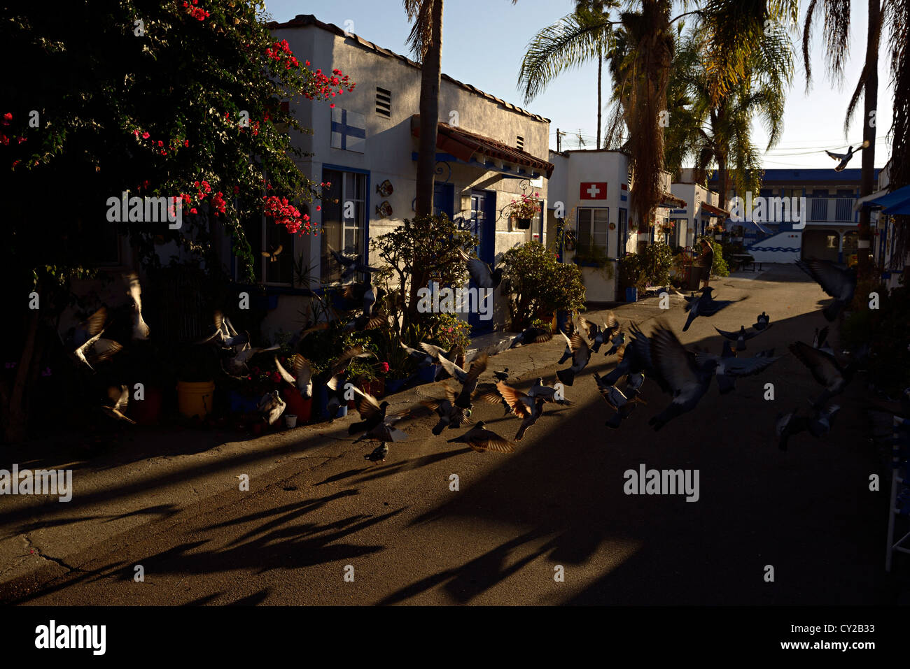 santa monica motel pigeons fly Stock Photo - Alamy