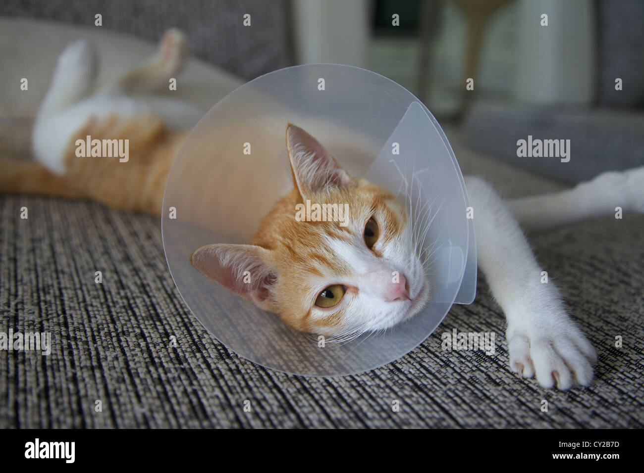 Spayed Cat Stock Photos & Spayed Cat Stock Images - Alamy