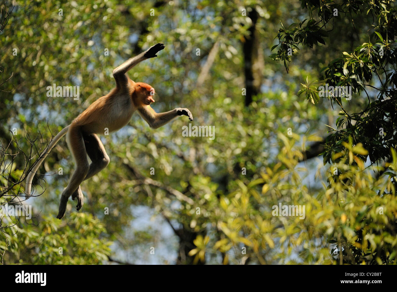 Monkey Jumping Stock Photos & Monkey Jumping Stock Images - Alamy