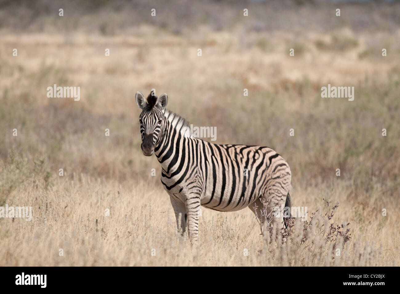 One zebra in Etosha Stock Photo - Alamy