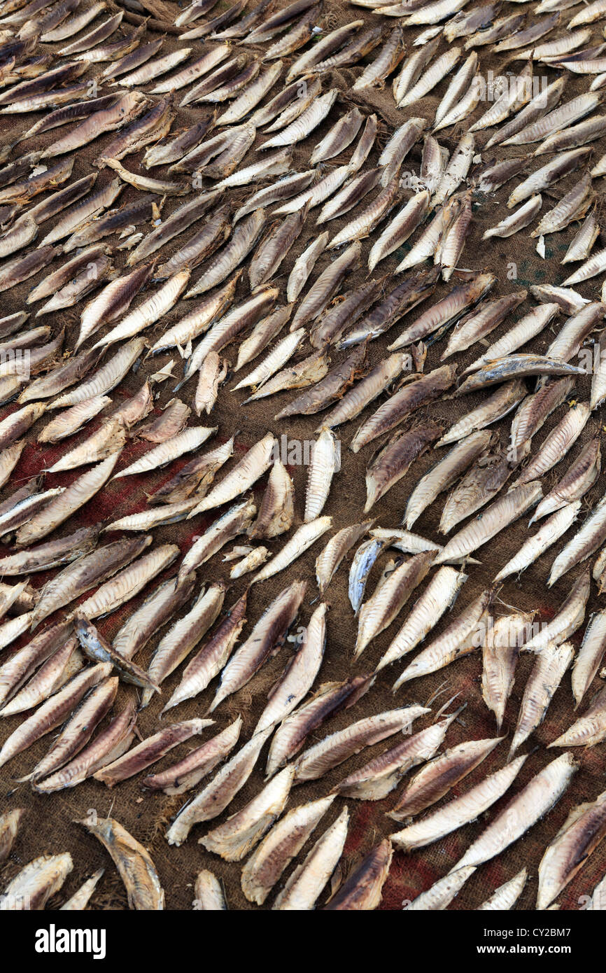Tuna drying under the sun to be sold as dried fish Stock Photo - Alamy
