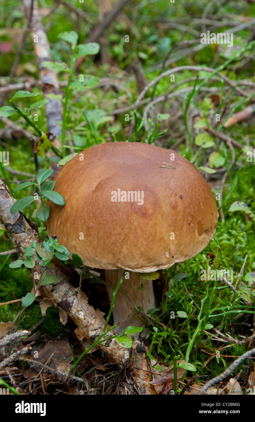 Single edible Boletus edulis mushroom closeup Stock Photo - Alamy