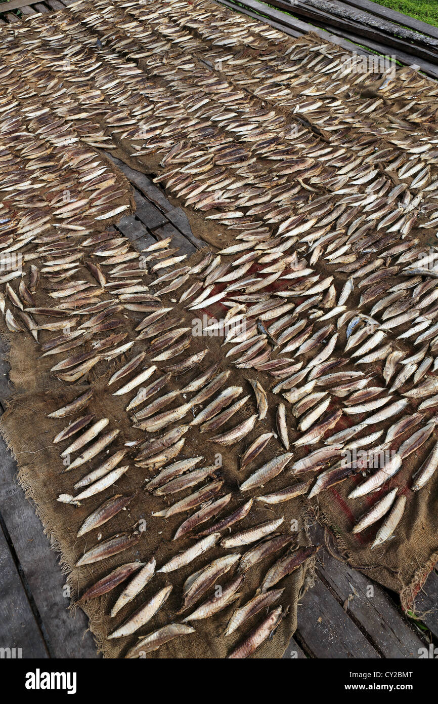 Drying fish under the sun hi-res stock photography and images - Alamy