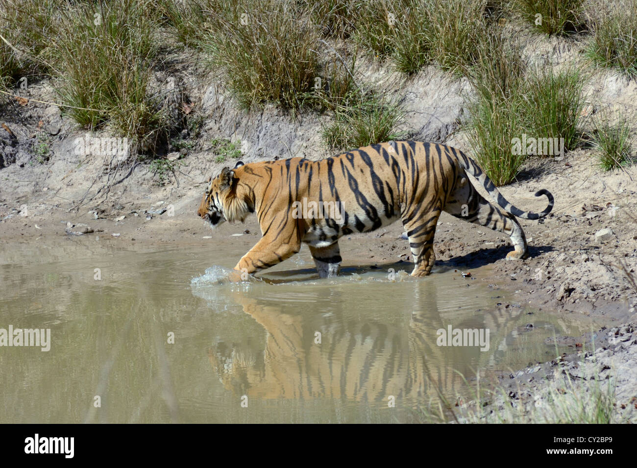 Bengal tiger (Panthera tigris Stock Photo - Alamy
