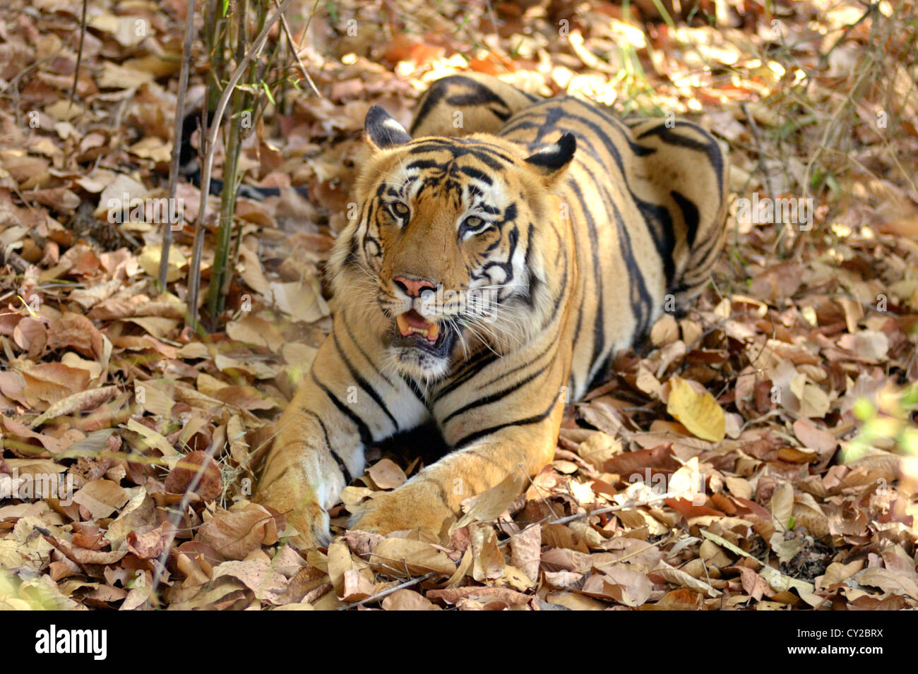 Bengal tiger (Panthera tigris Stock Photo - Alamy