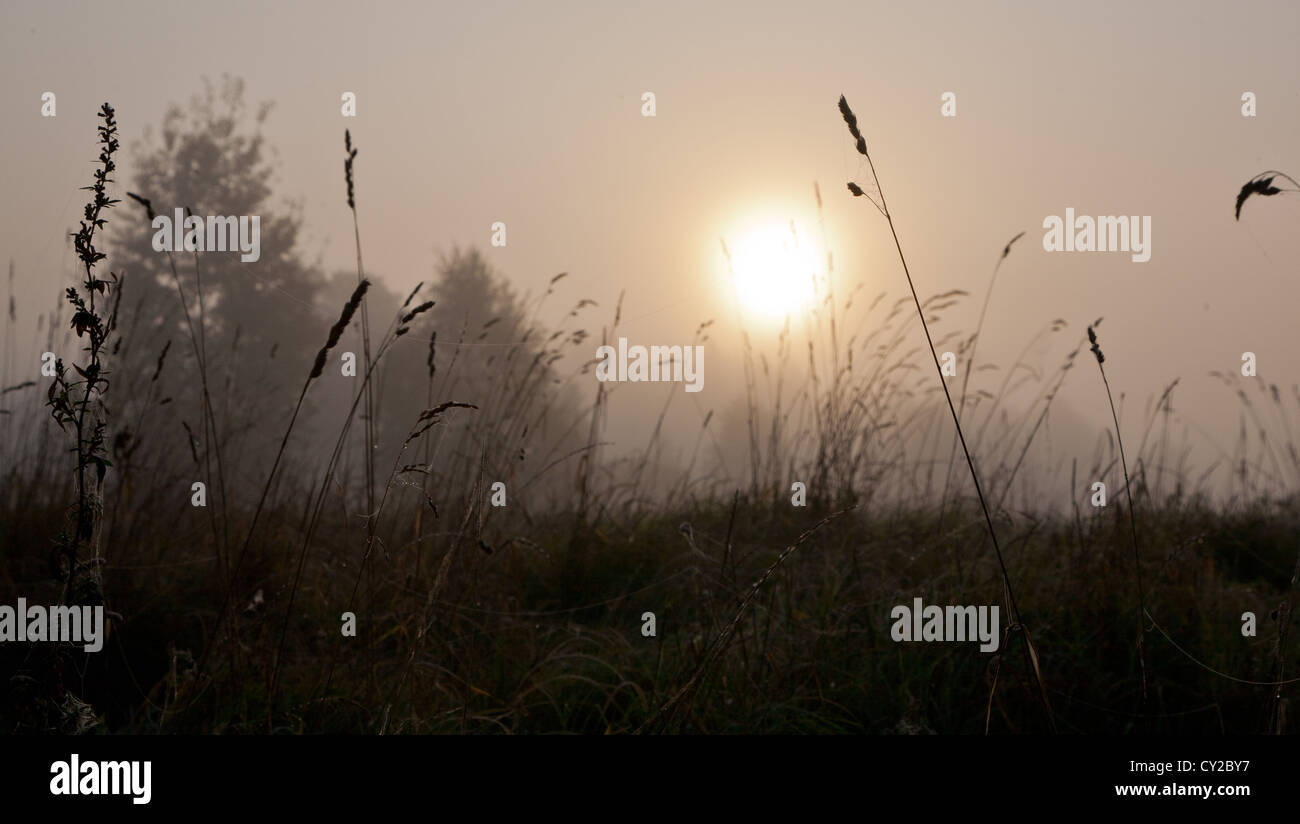 Birch trees in misty morning with sun sphere over forest horizon Stock ...