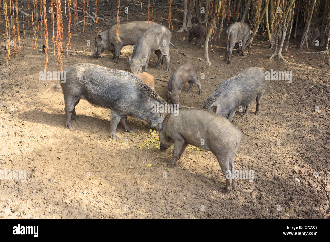Wild boars eating vegetables at Thailand Stock Photo - Alamy