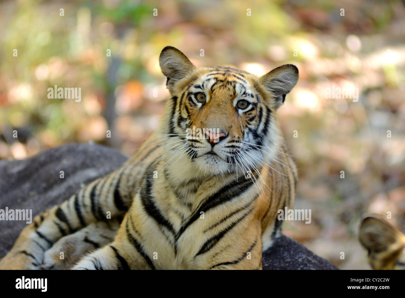 Bengal tiger (Panthera tigris Stock Photo - Alamy