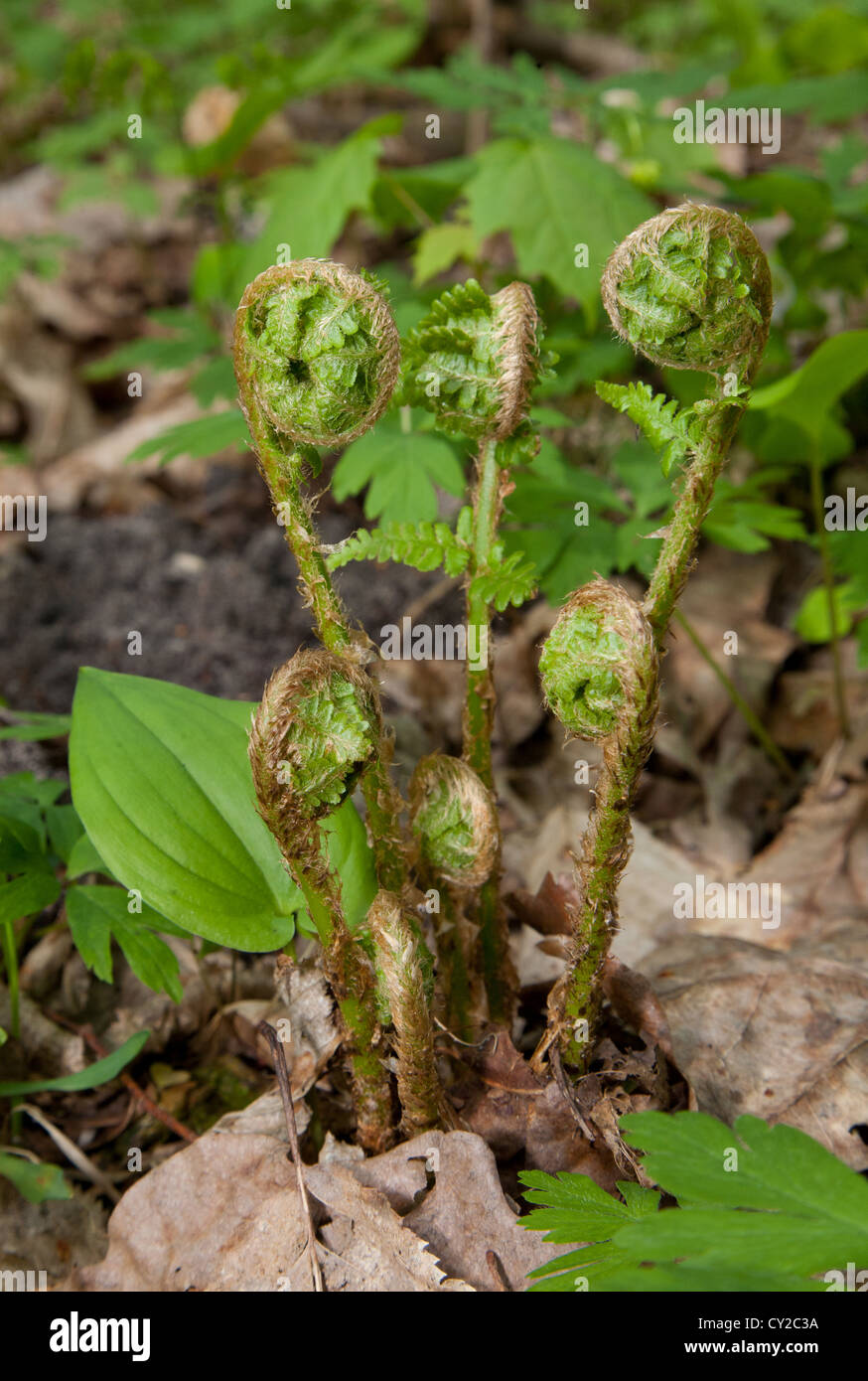 Fern frond closeup in springtime against blurred floral background ...