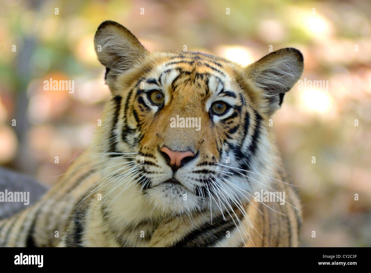Bengal tiger (Panthera tigris Stock Photo - Alamy