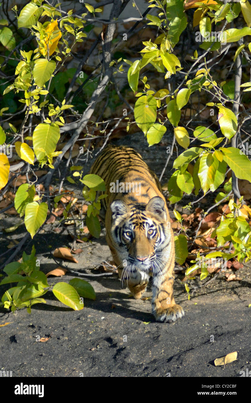 Sal wood forest of india hi-res stock photography and images - Alamy