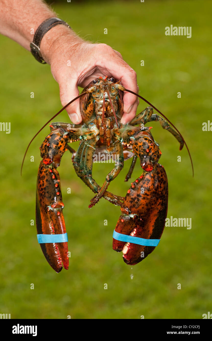 Uncooked lobster hi-res stock photography and images - Alamy